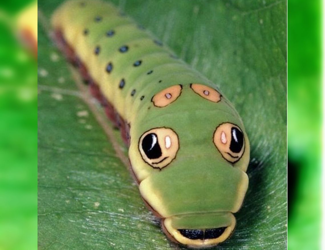 Comedy Zoo: Hilarious Animals that Will Brighten Your Day! • Page 25 of ...