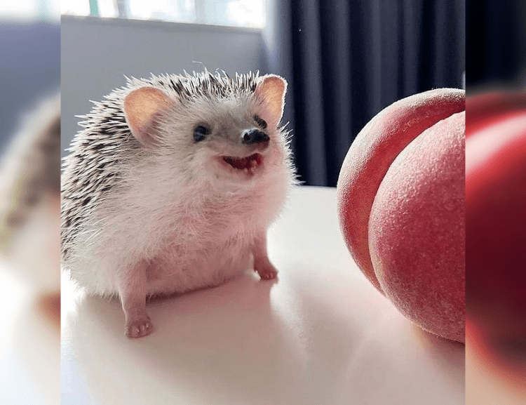 Comedy Zoo: Hilarious Animals that Will Brighten Your Day! • Newsalbum.net